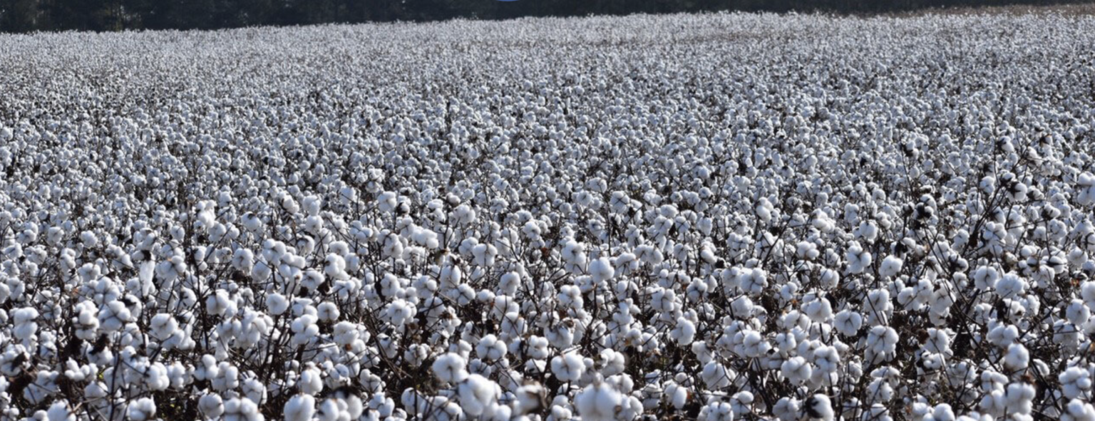2020 Georgia Quality Cotton Award Winners Announced - Farm Monitor