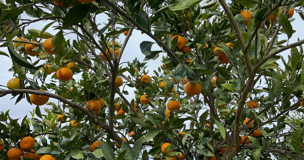 Georgia’s Citrus Industry is Flourishing Despite Challenges - Farm Monitor