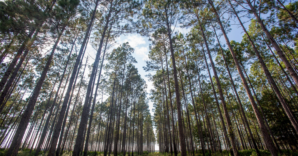 Georgia Forester of the Year, Gabe Outlaw Dedicated to Industry - Farm ...