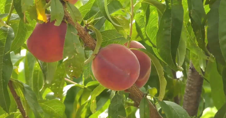 Legislators, Peach Producers Discuss Disaster Relief for Peaches - Farm ...