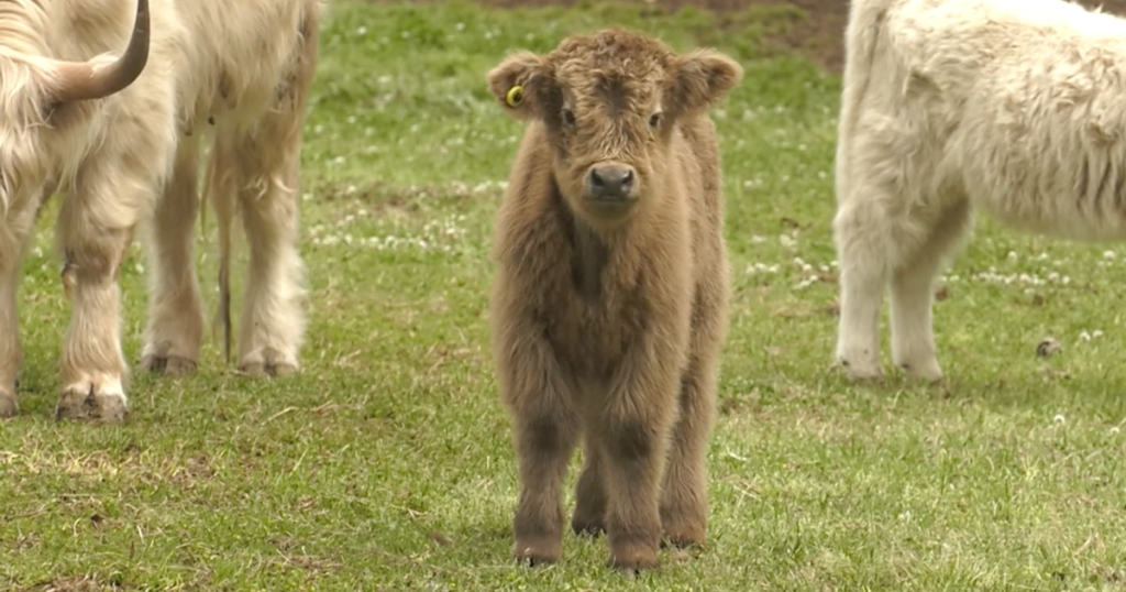 Small, Family Operation Specializes in Pure Bred Scottish Highland ...