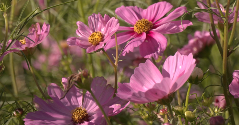 A Garden Grows in Griffin: Flower Shack Blossoms into a Hands-On Ag ...