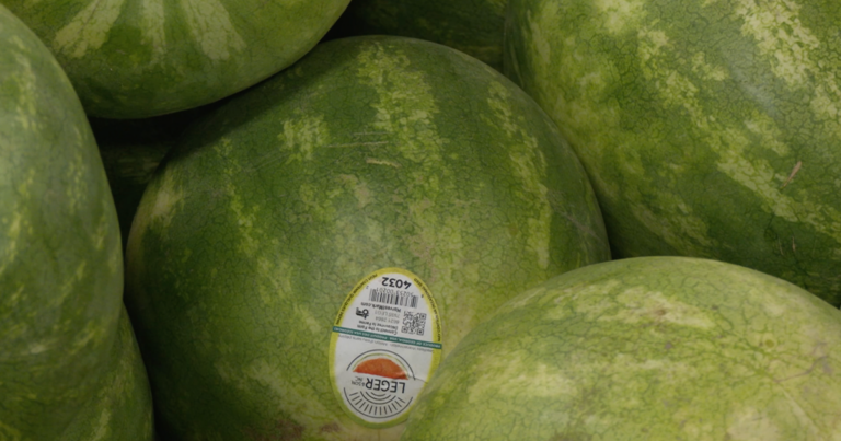 Georgia’s Watermelon Capital Celebrates Bumper Crop Despite Market ...