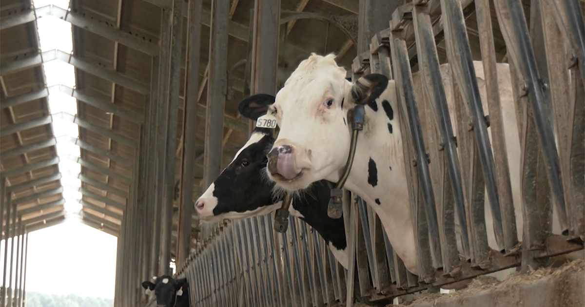 Keeping Cows Cool: UGA's Fight Against Heat Stress in Georgia’s Growing Dairy Industry - Farm ...