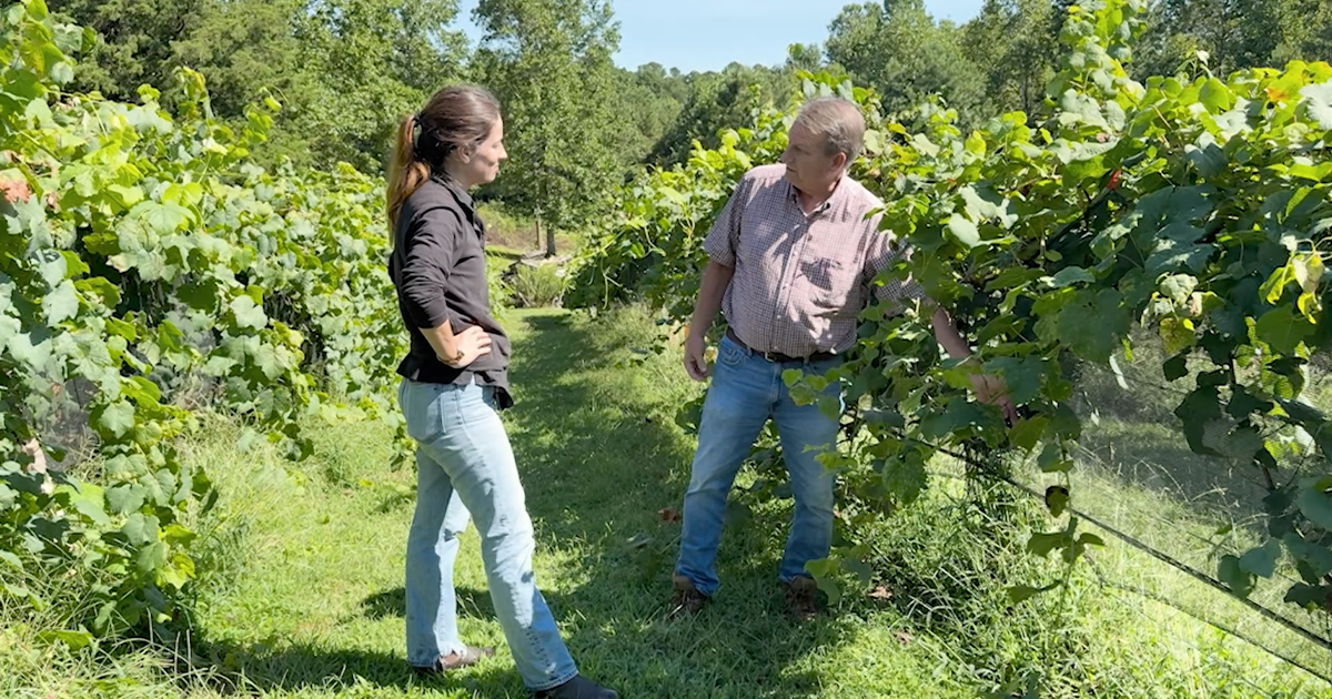 Growing Georgia’s Grape Industry: UGA Extension Helps Vineyards Thrive ...
